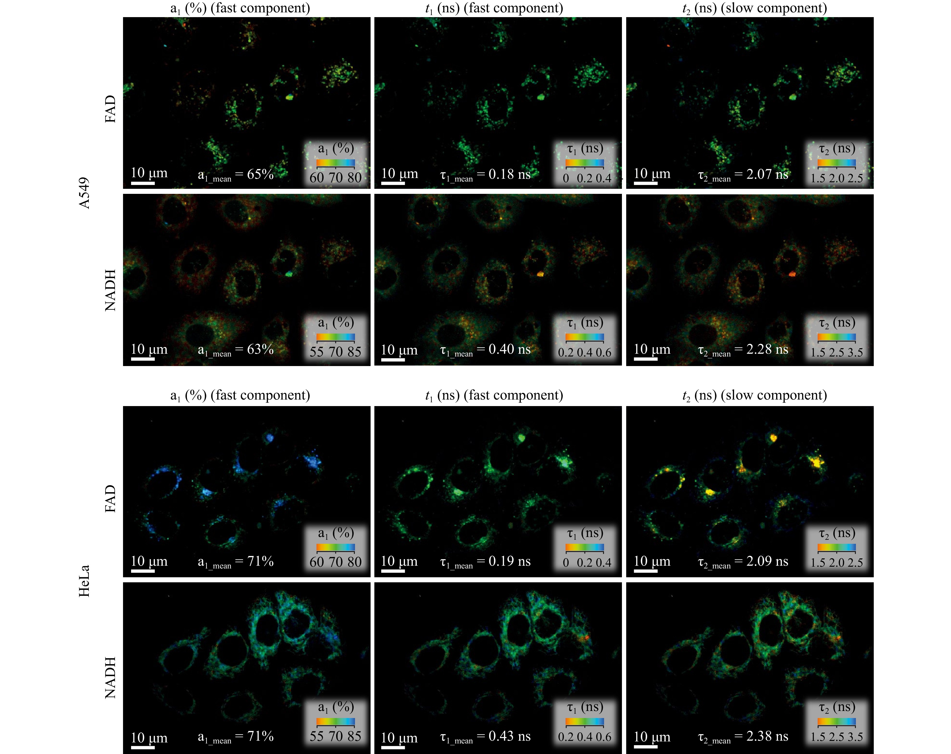 QPI- and FLIM-assisted multimodal analysis of the dynamics of ...